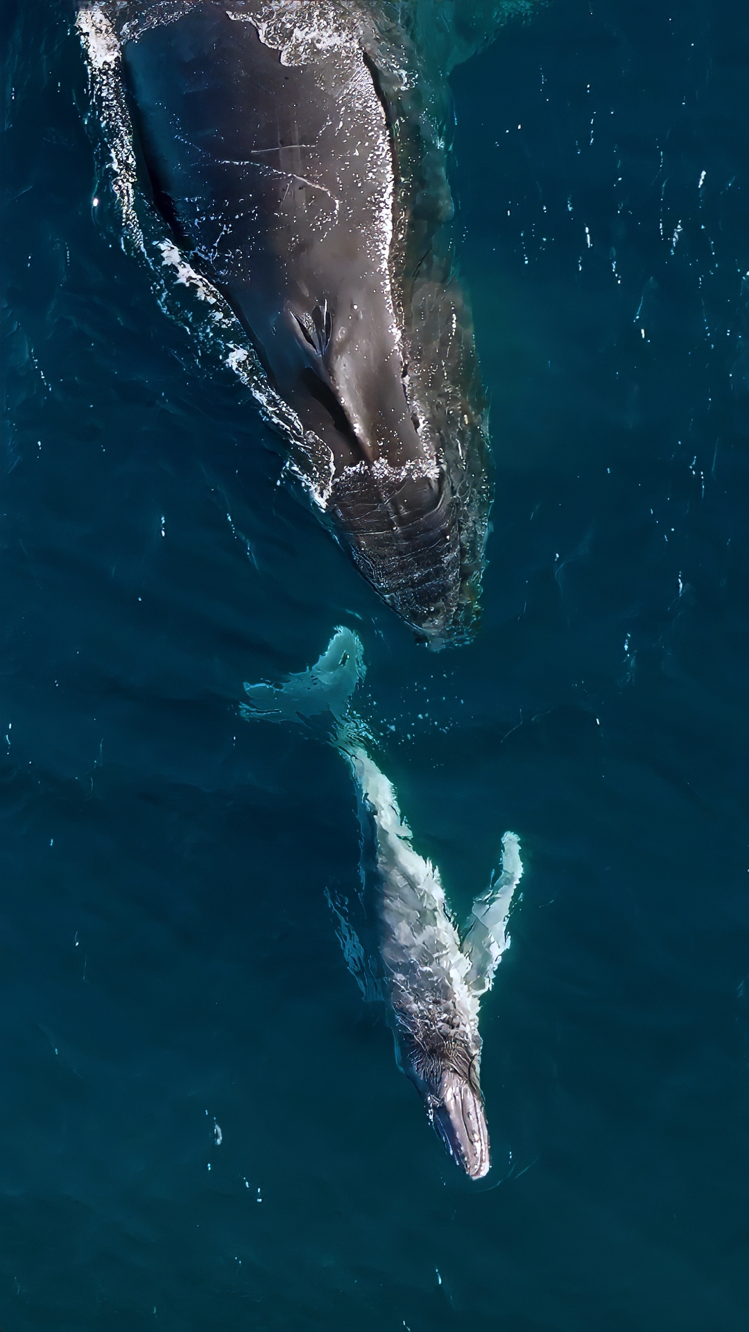Surprise baby whale sightings reveal there’s still much to learn about ...